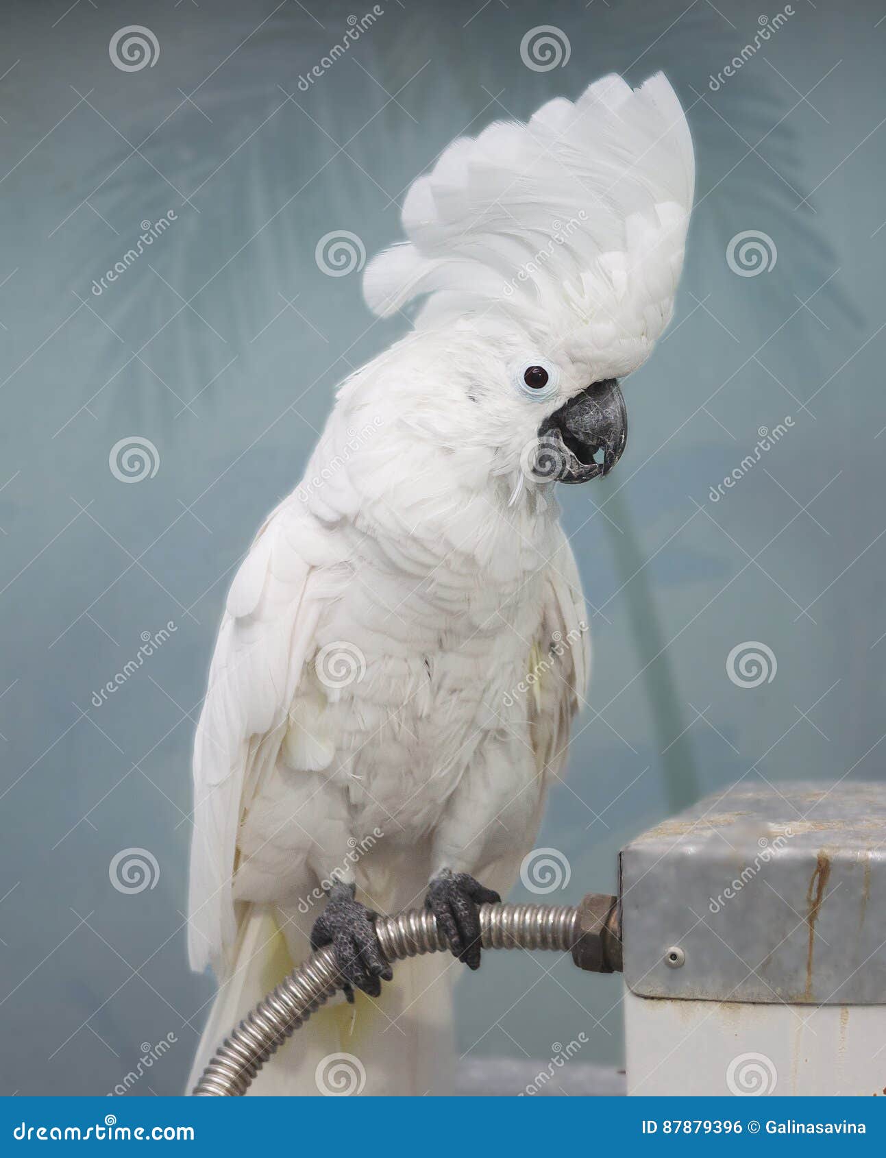 White cockatoo stock photo. Image of beak, plumage, animal - 87879396