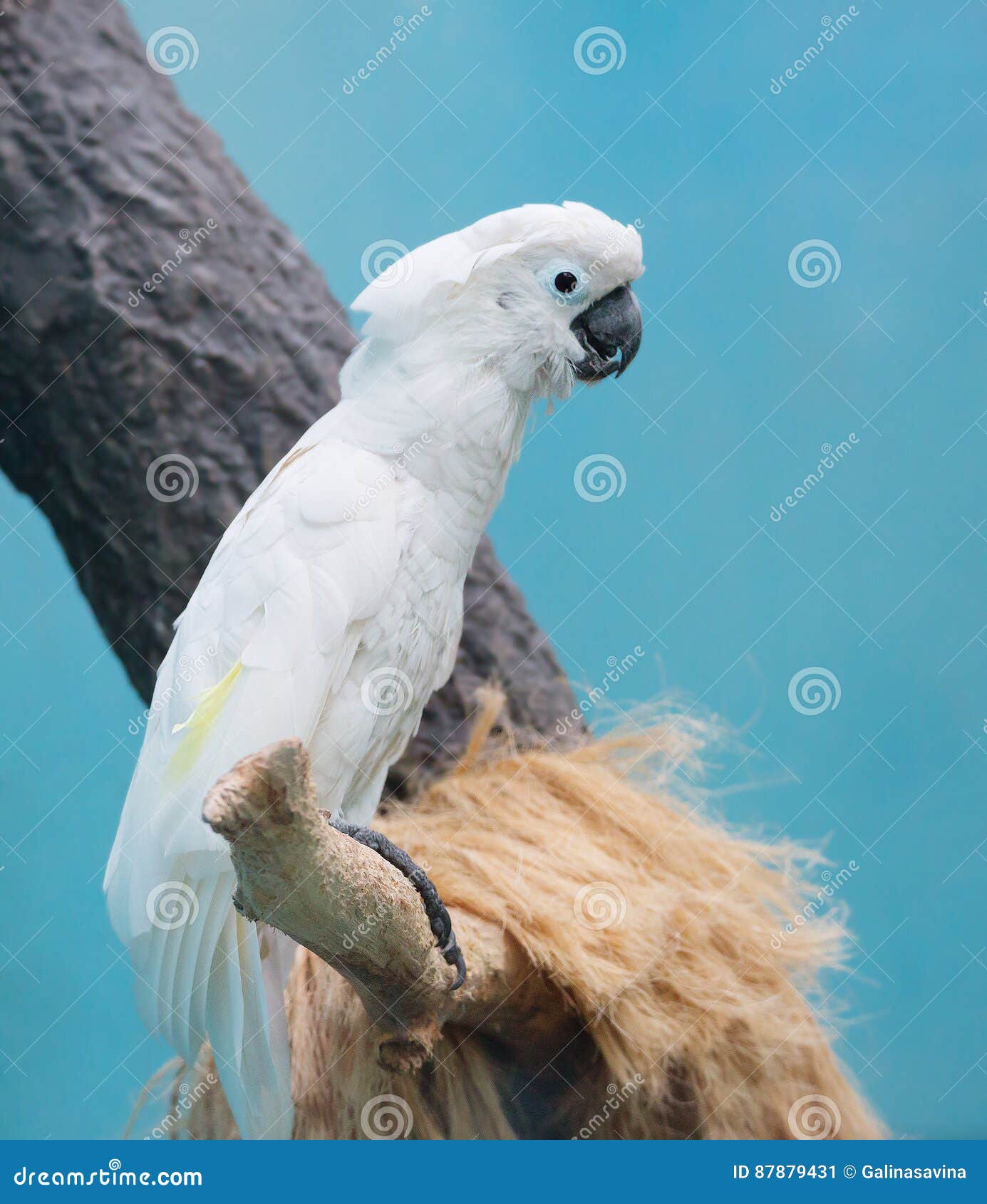 White cockatoo stock image. Image of bent, beak, massive - 87879431