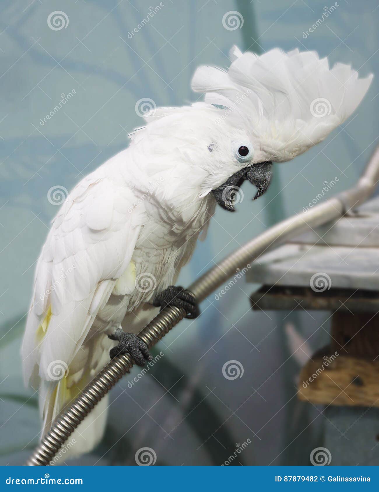 White cockatoo stock photo. Image of bird, beak, parrot - 87879482