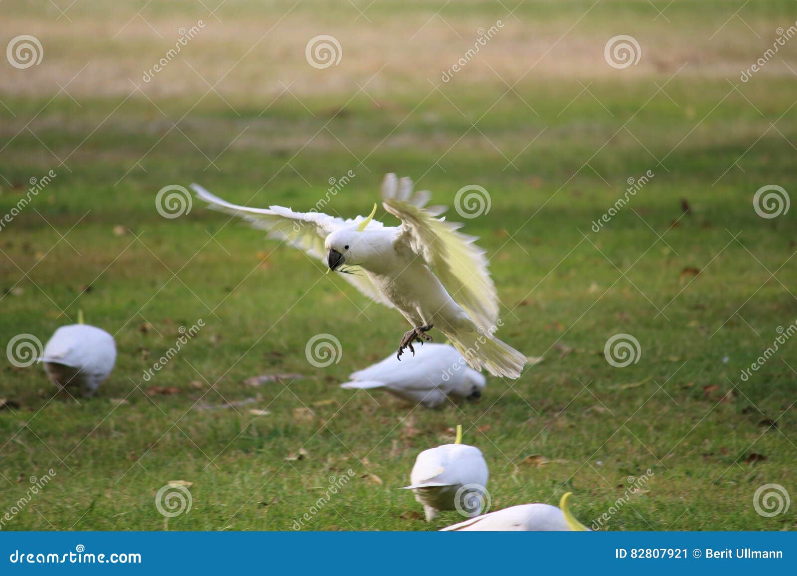White cockatoo stock image. Image of animal, bird, landing - 82807921
