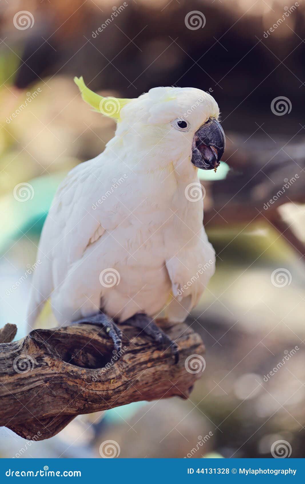 White cockatoo stock photo. Image of animal, fluffy, color - 44131328