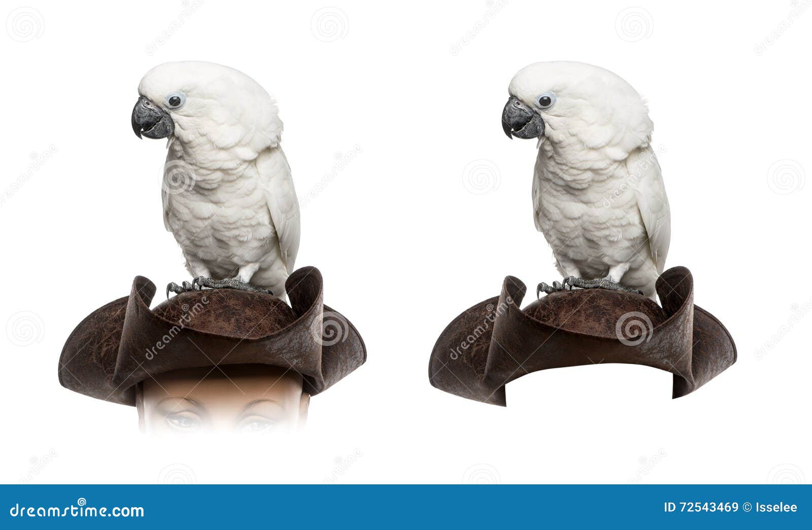 White Cockatoo Isolated on White Stock Image - Image of isolated ...