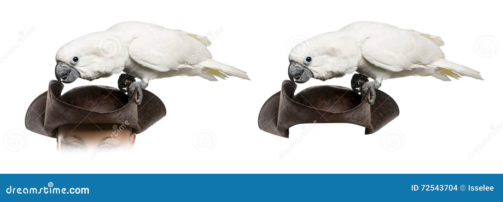 White Cockatoo Isolated on White Stock Photo - Image of cockatoo, alba ...