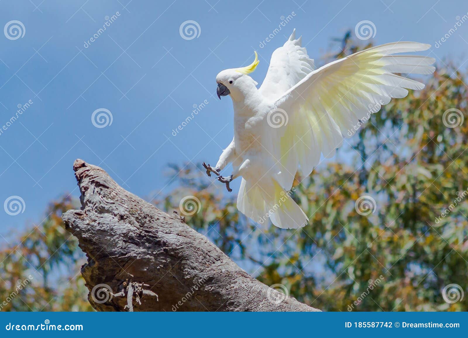 White Cockatoo Perching At Chatuchak Market, Bangkok, Thailand Royalty ...