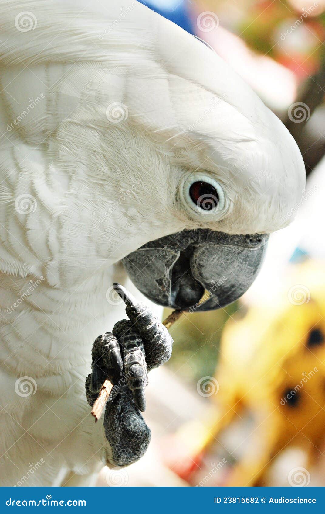 A Cockatoo Is Any Of The 21 Parrot Species Belonging To The Family ...