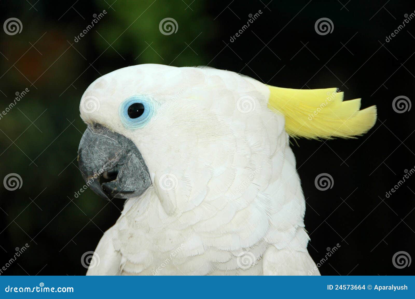 A Cockatoo Is Any Of The 21 Parrot Species Belonging To The Family ...