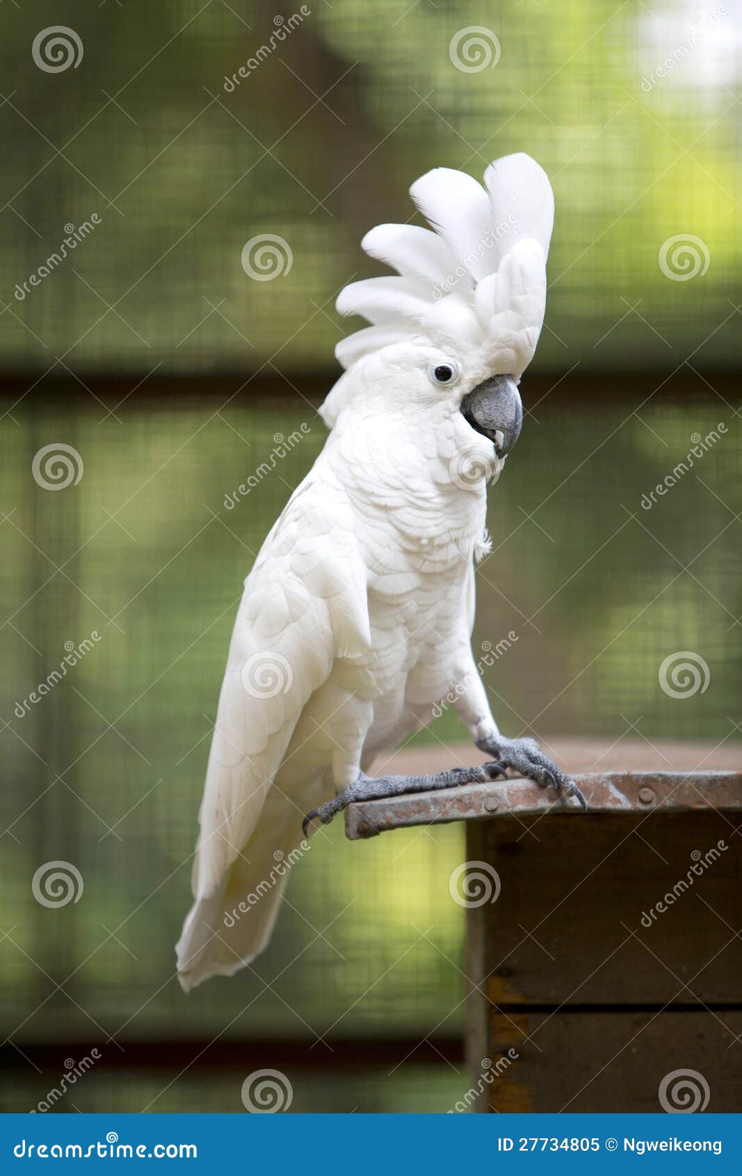 A Cockatoo Is Any Of The 21 Parrot Species Belonging To The Family ...