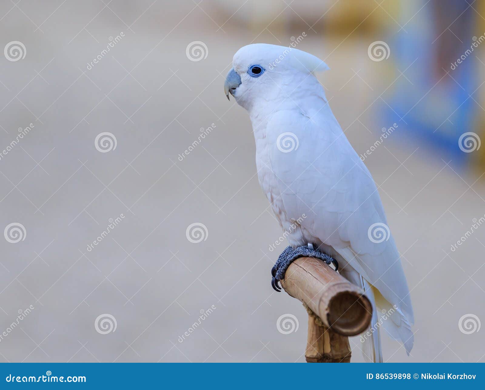 White Cockatoo parrot bird stock photo. Image of cockatoo - 86539898