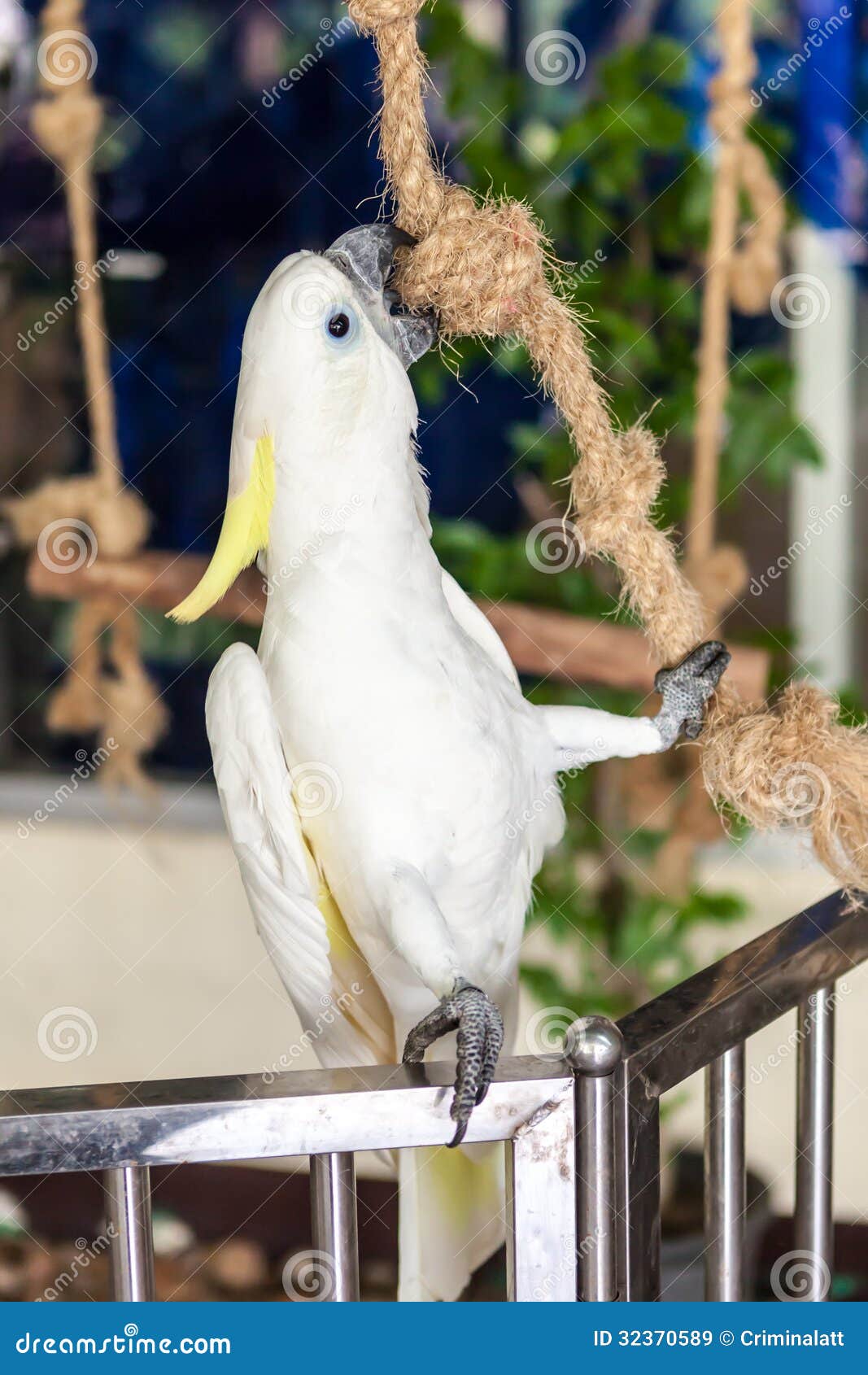 White Cockatoo Playing Rope Stock Image - Image of animal, macaw: 32370589
