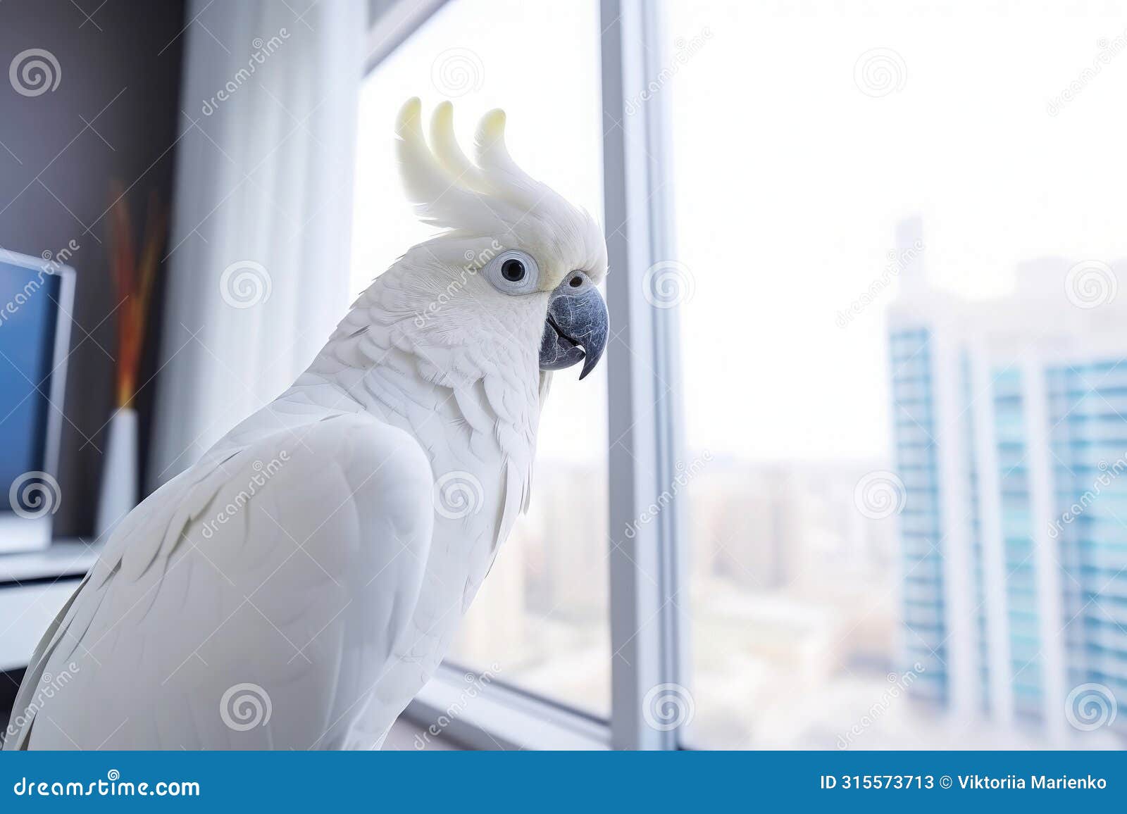 White Cockatoo Sitting on a Window Sill Stock Illustration ...