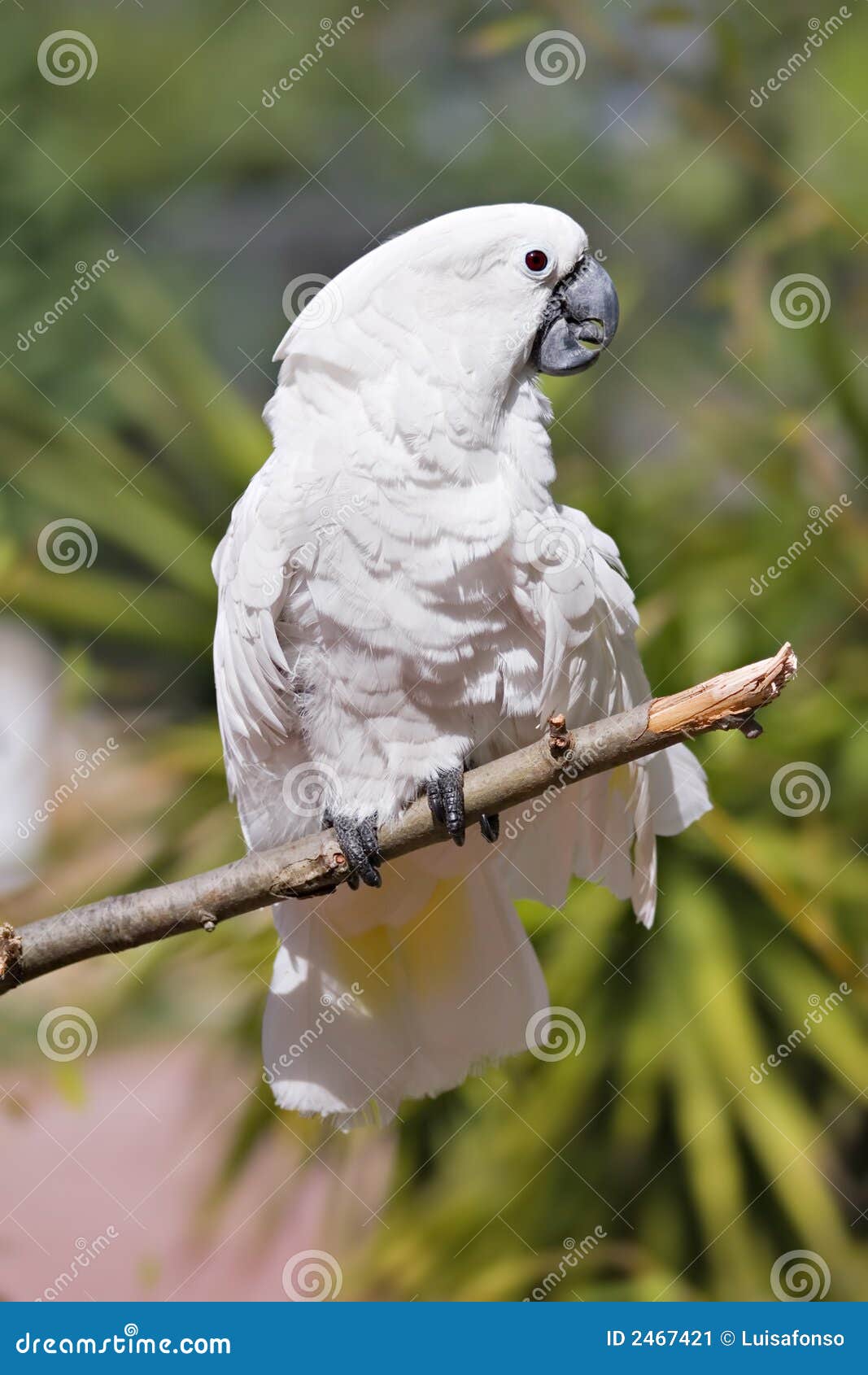 White Cockatoo Perching At Chatuchak Market, Bangkok, Thailand Royalty ...
