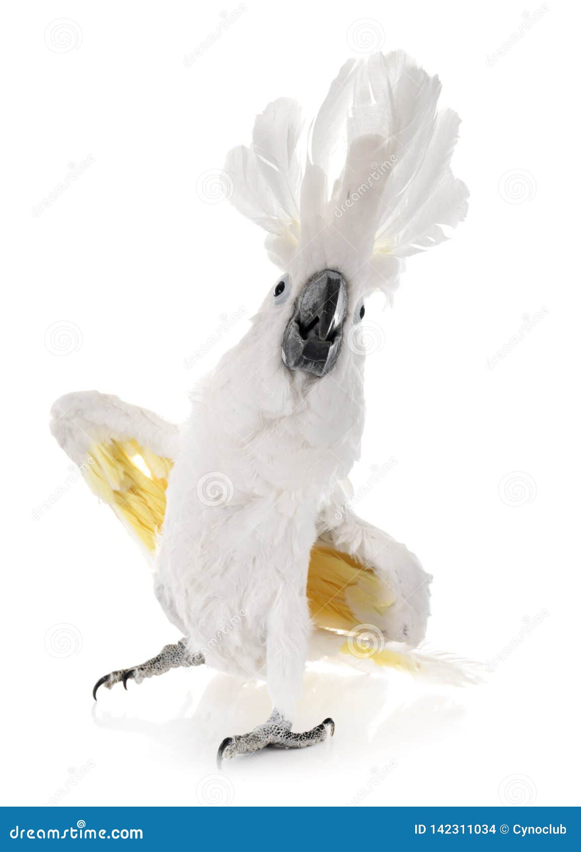 Angry Cockatoo Stock Image | CartoonDealer.com #8590225
