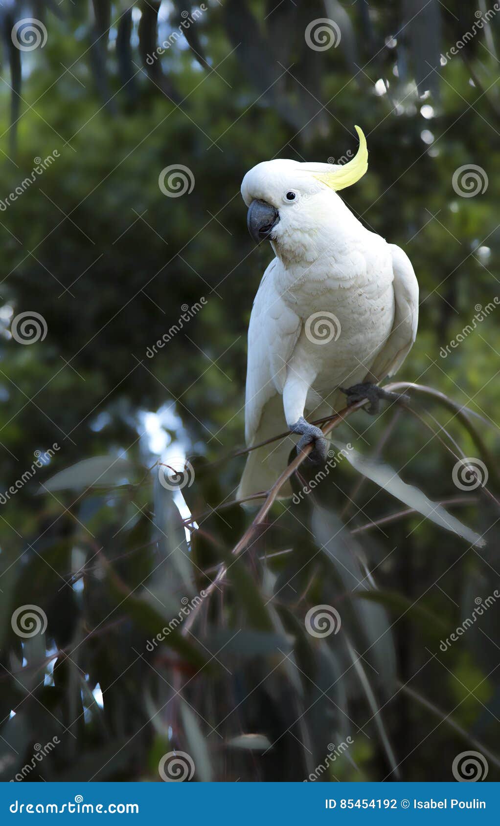 White cockatoo in a tree stock photo. Image of beak, cockatoo - 85454192