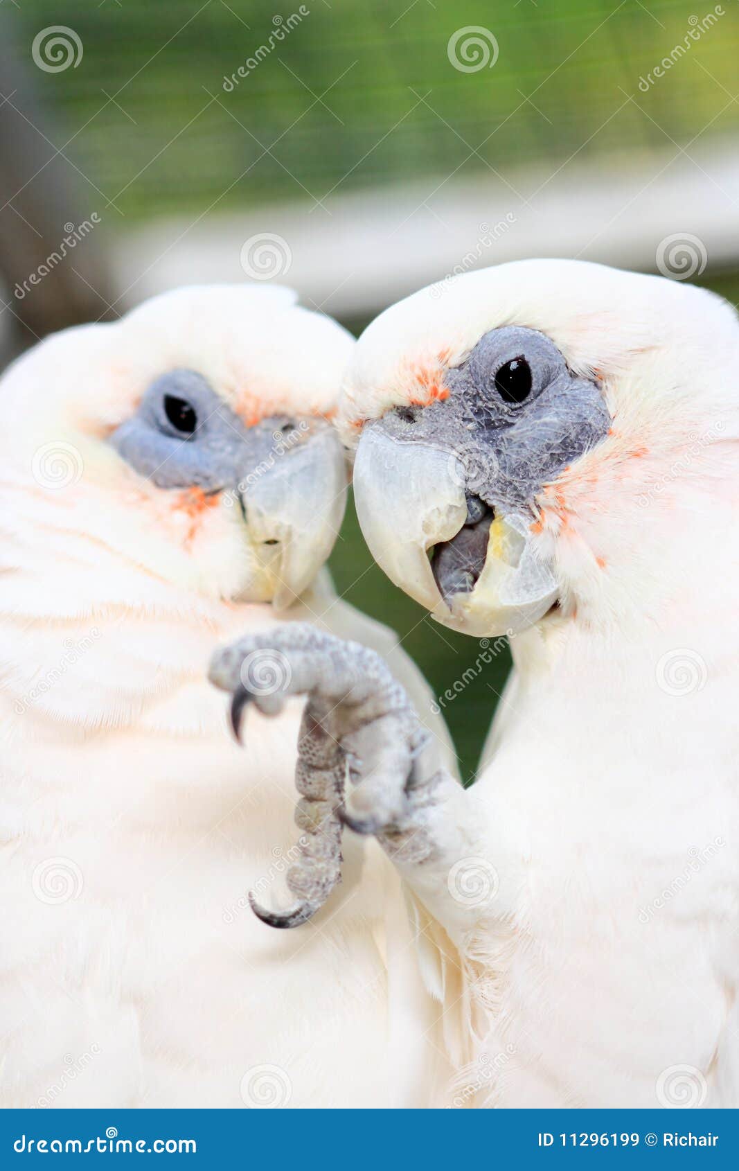Two white cockatoos stock image. Image of together, plumage - 11296199