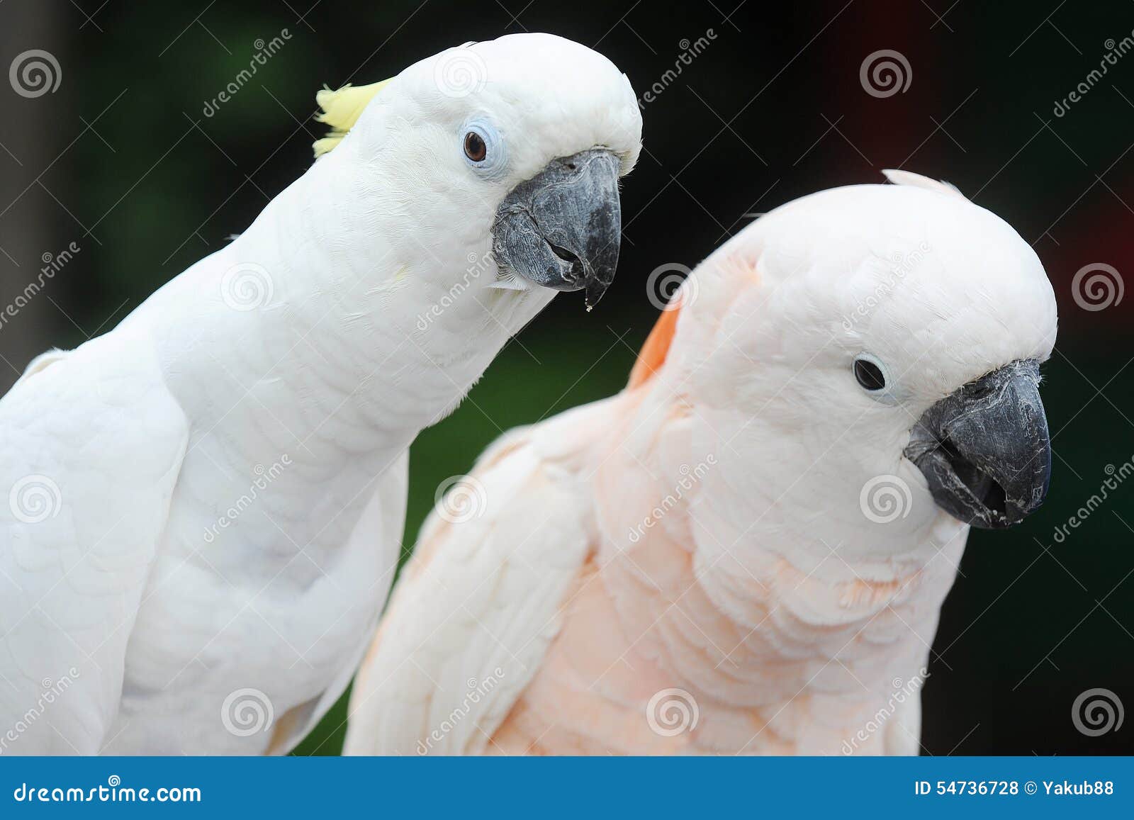 White cockatoos stock photo. Image of pair, kakadu, beak - 54736728