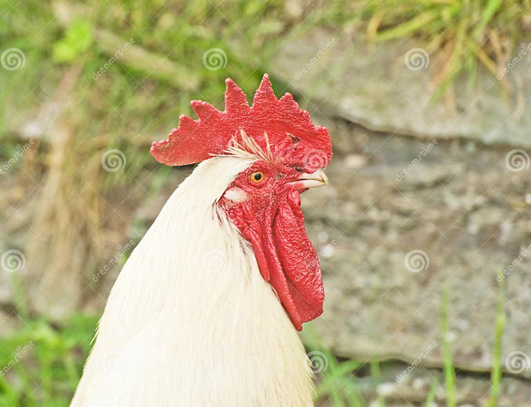 White cockerel closeup. stock photo. Image of bird, agriculture - 20142816