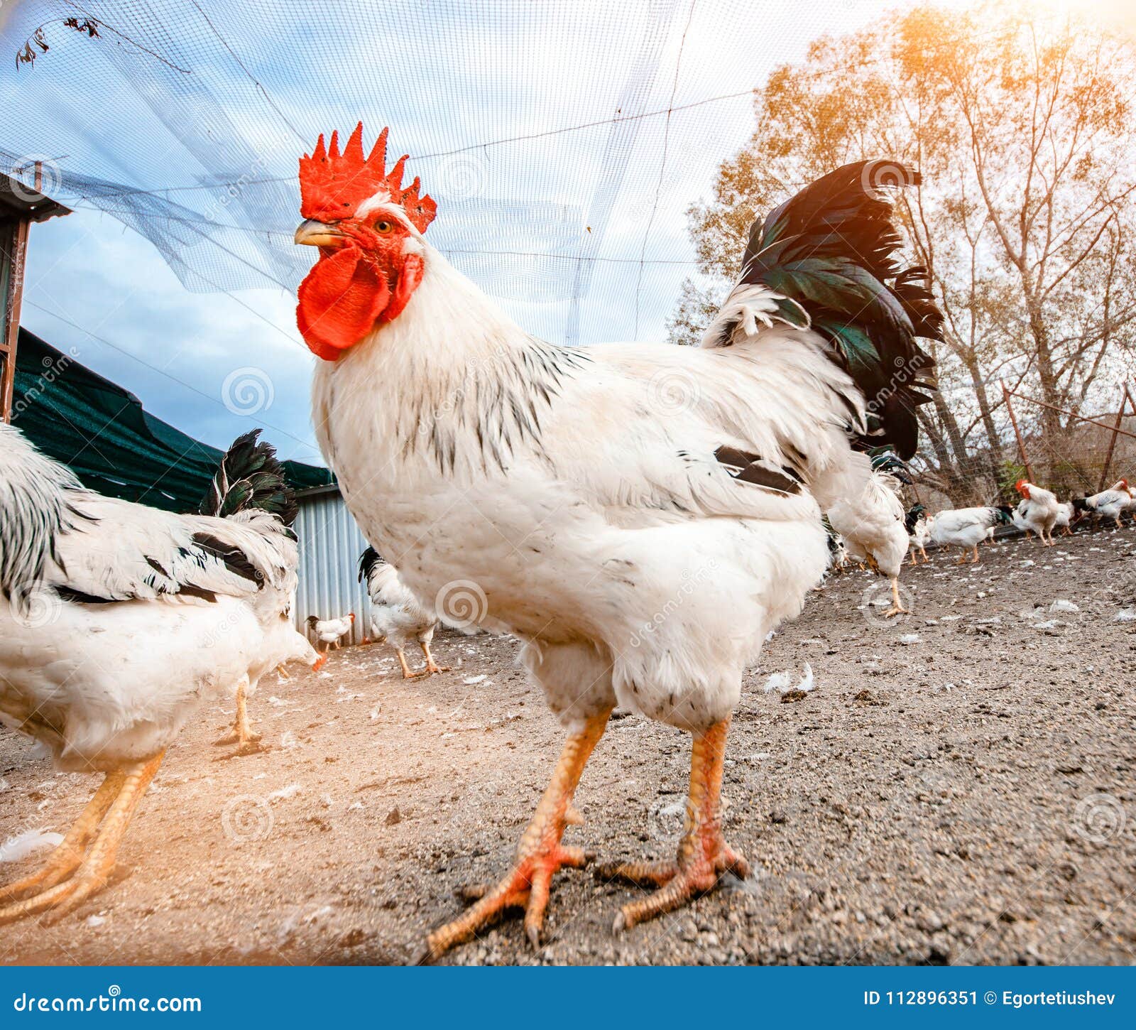 White cockerel on farm stock image. Image of colorful - 112896351