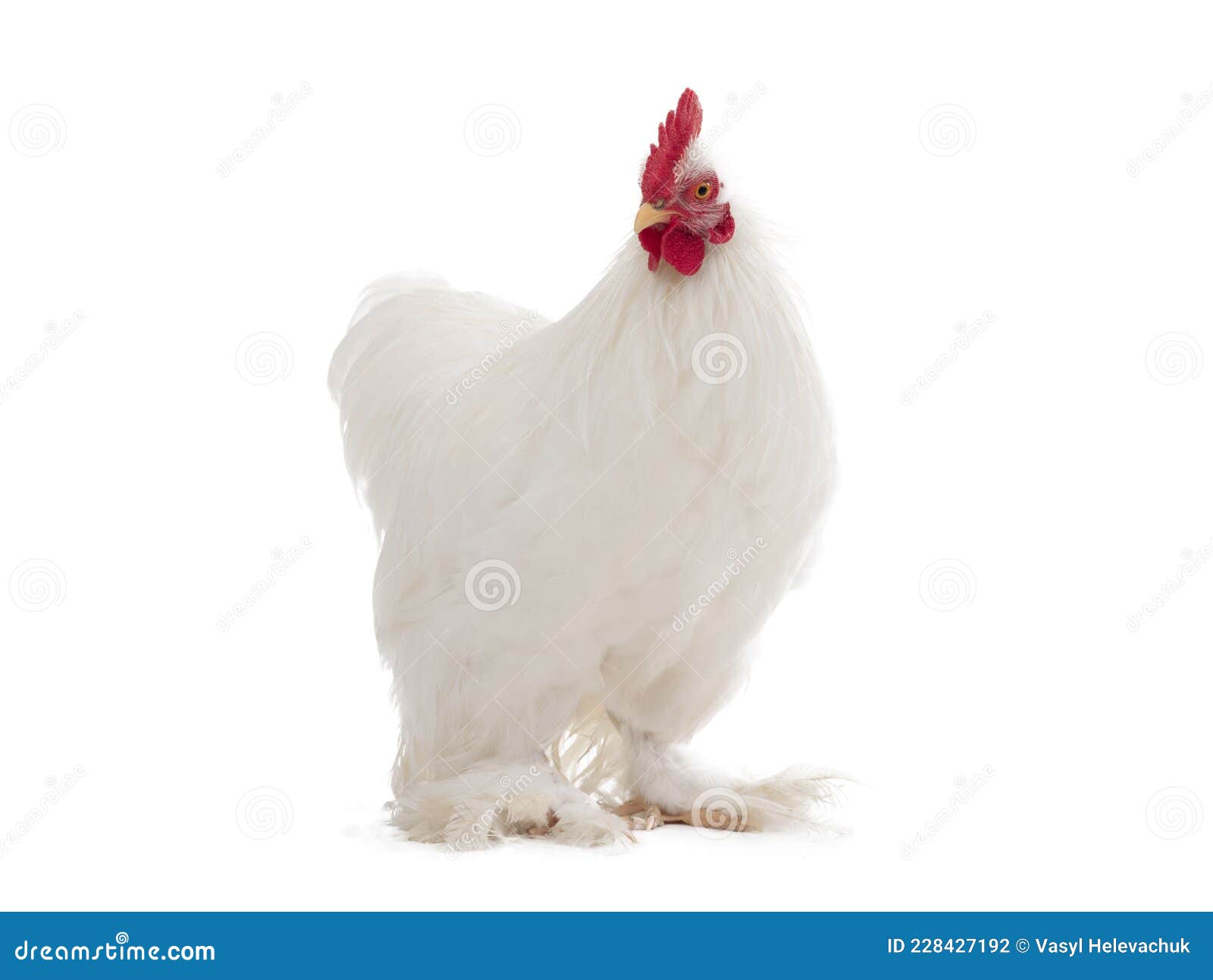 White Cockerel Isolated on White Stock Photo - Image of domestic, avian ...