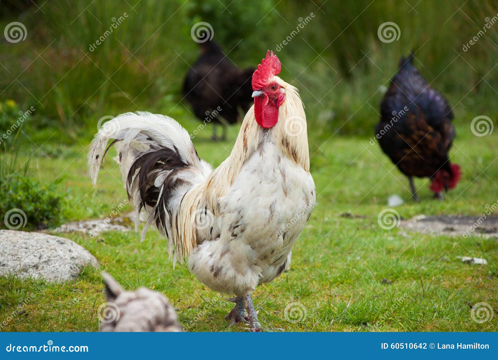 White Cockerel stock photo. Image of animal, white, scene - 60510642