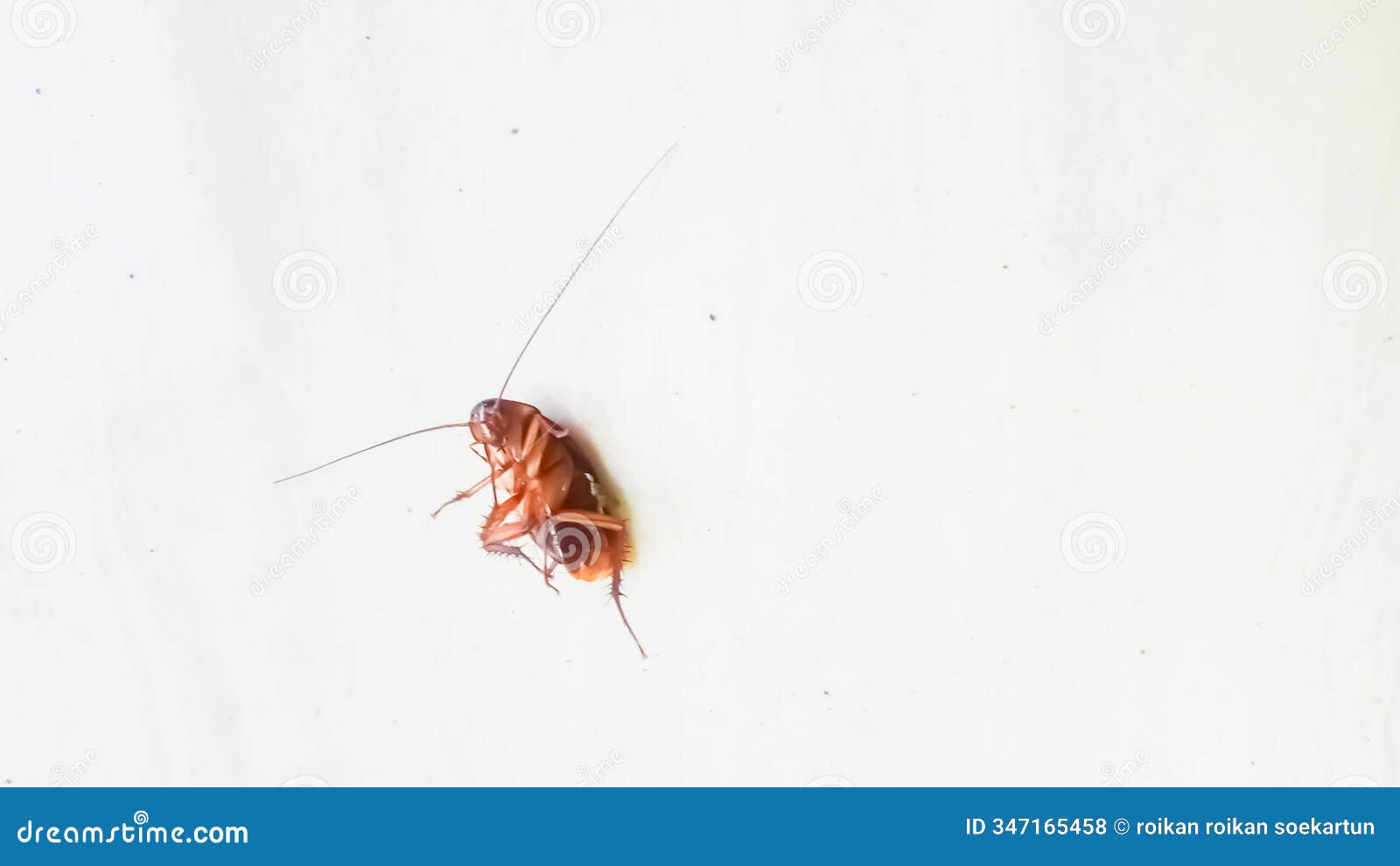 White of Cockroach or Kecoa Seen from Above Stock Photo - Image of ...