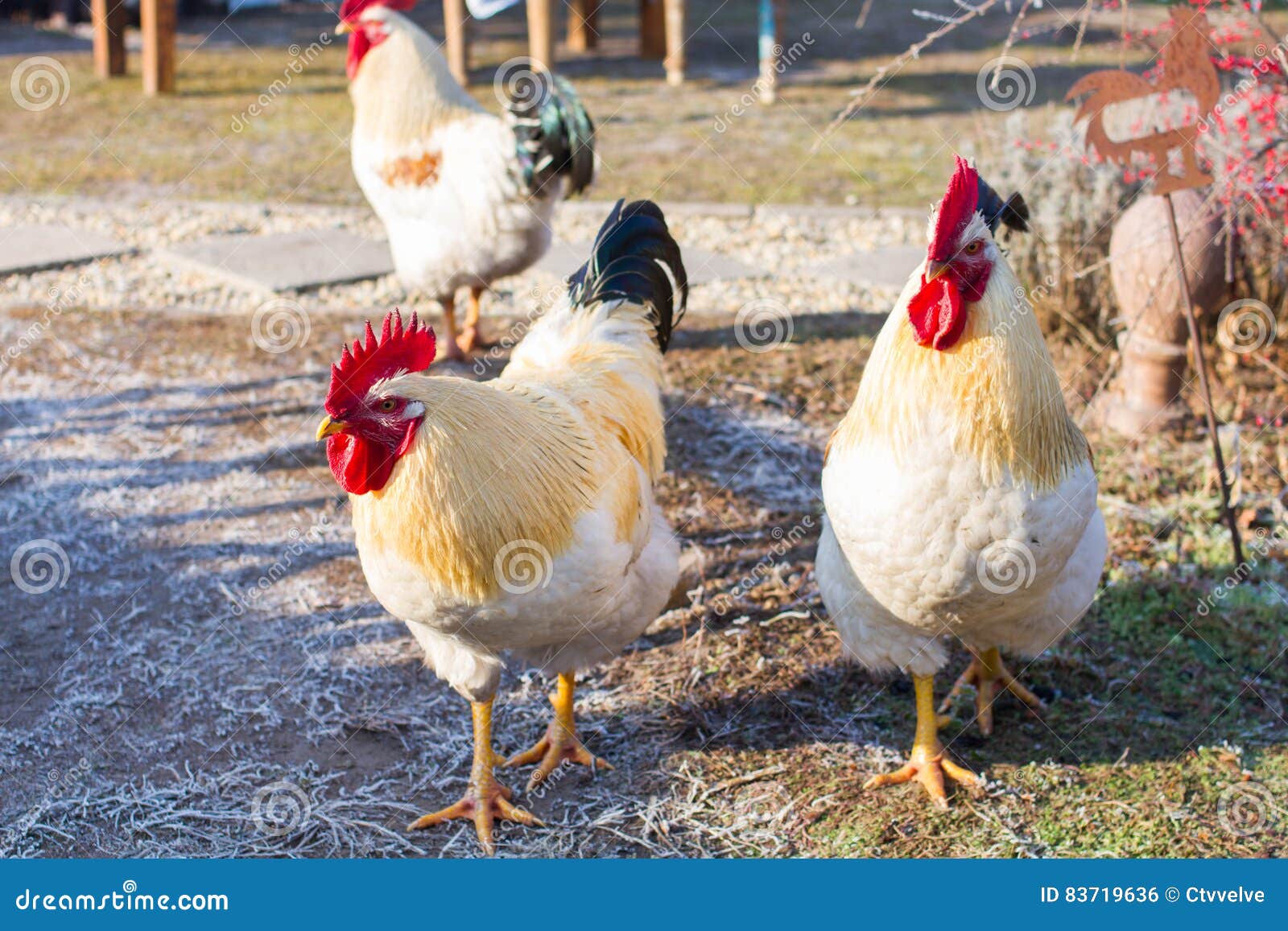 White with red comb stock photo. Image of peck, bird - 83719636