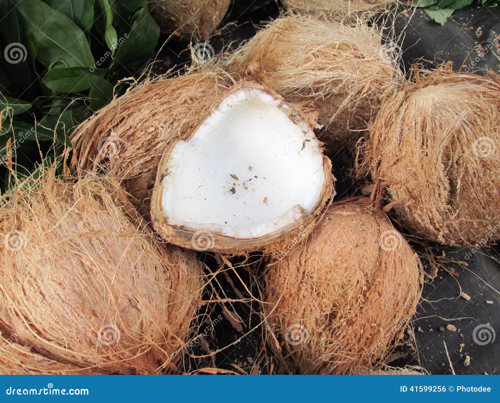 White coconut stock photo. Image of nutrition, cooking - 41599256