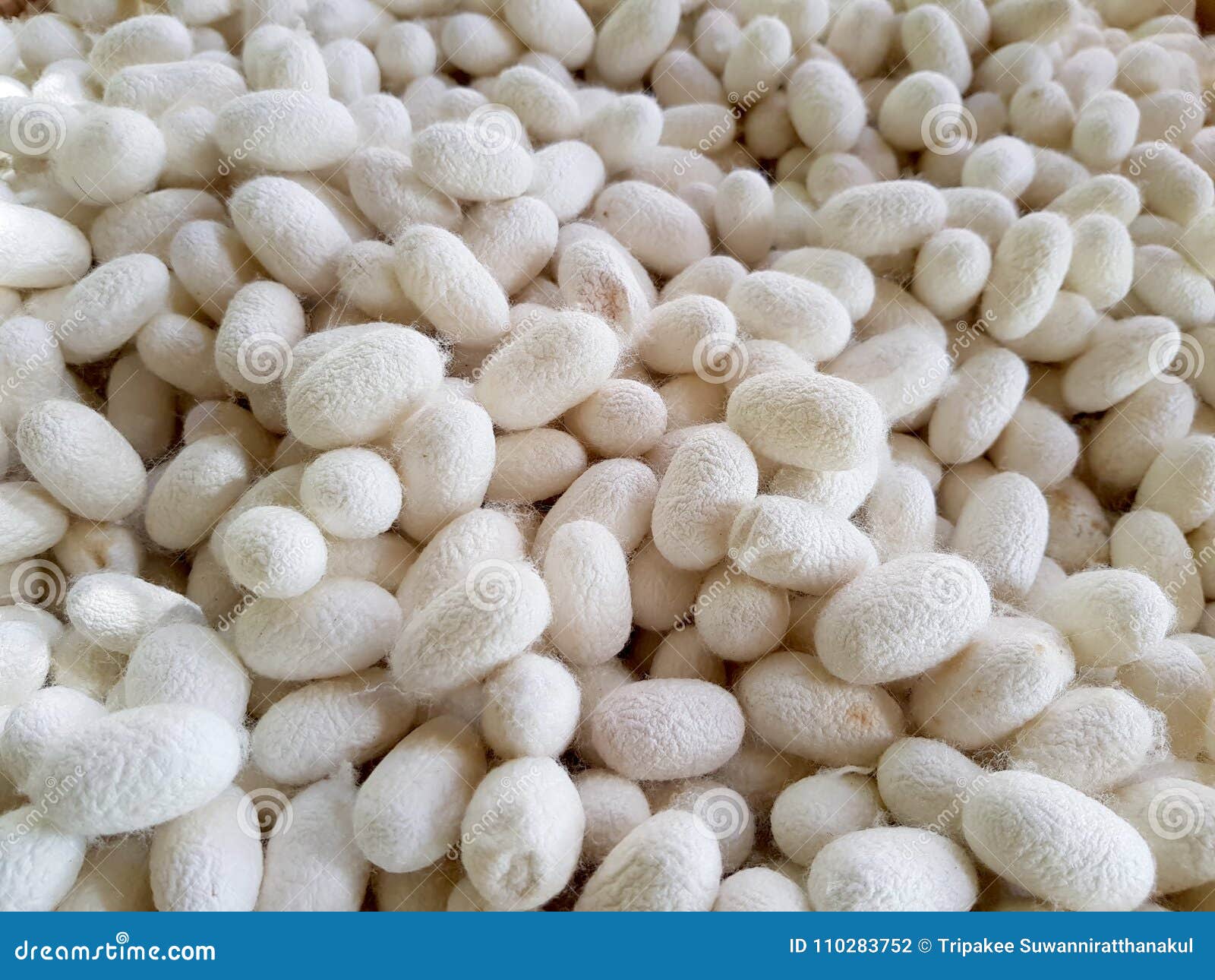 White Cocoon for Background Stock Photo - Image of healthy, delicate ...