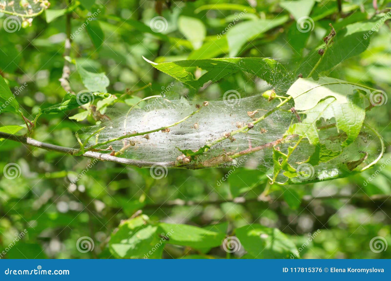 White Cocoon with Caterpillars Inside on a Bird Cherry Branch Stock ...