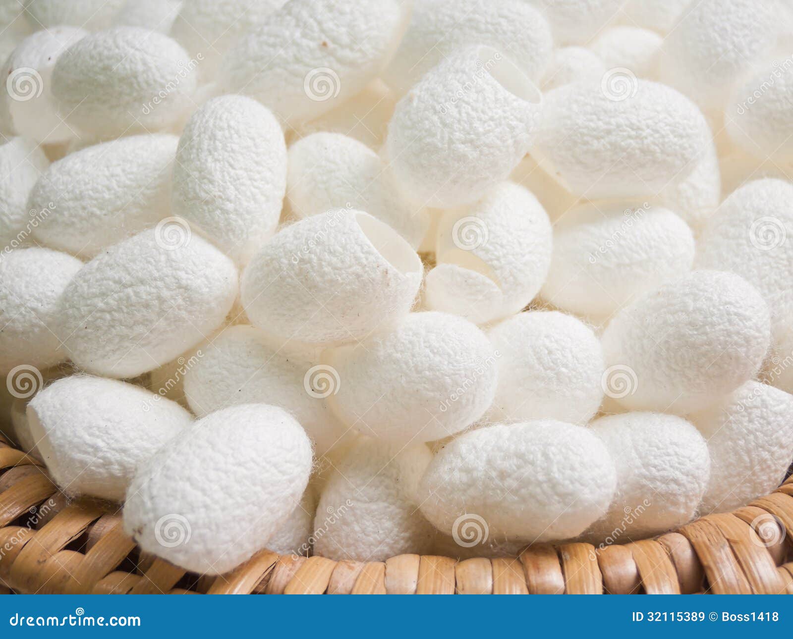 White cocoon. stock image. Image of cloth, color, closeup - 32115389