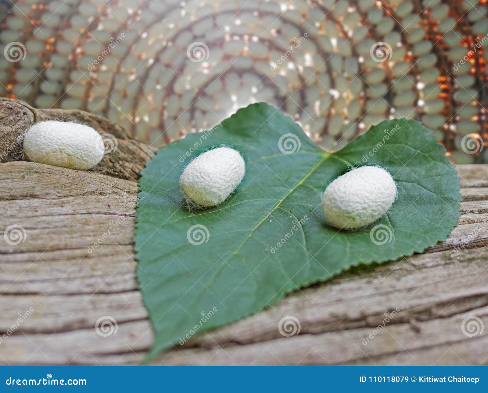 White Cocoon With Caterpillars Inside On A Bird Cherry Branch Stock ...