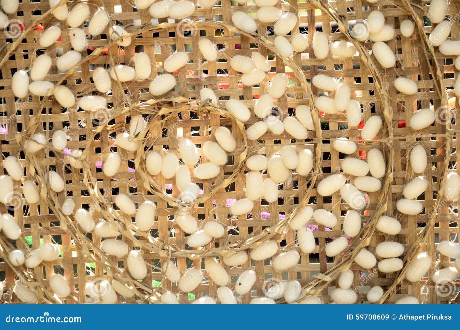 White cocoon texture stock image. Image of thread, pattern - 59708609