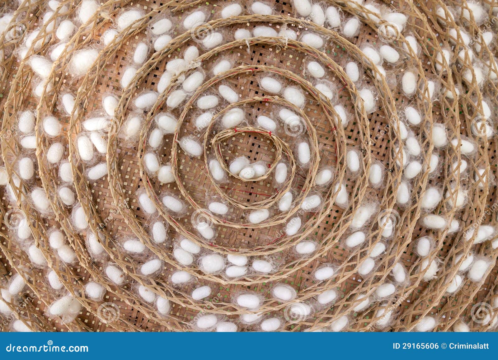 White cocoons stock photo. Image of silkworm, cocoon - 29165606