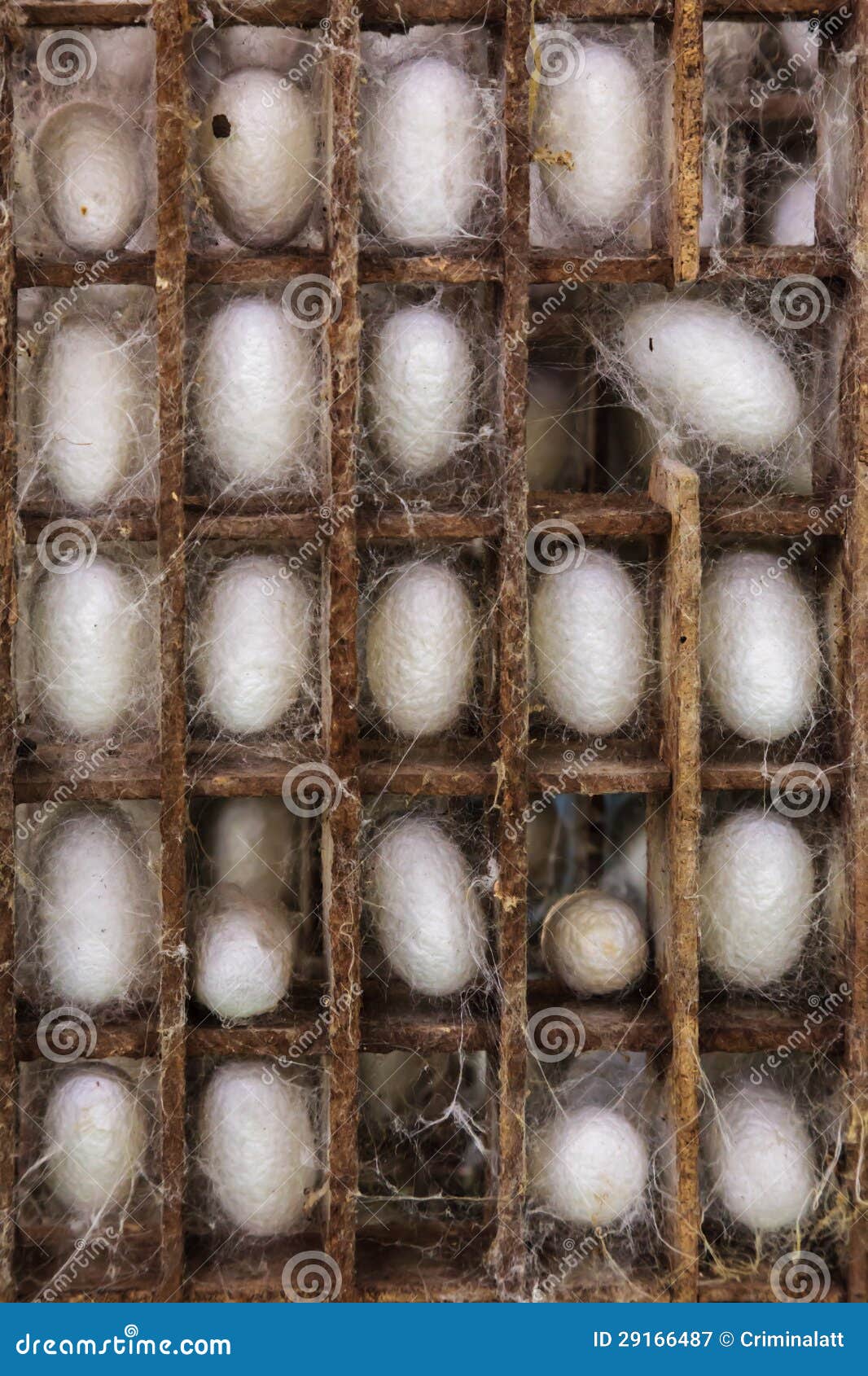 White cocoons stock image. Image of material, insect - 29166487
