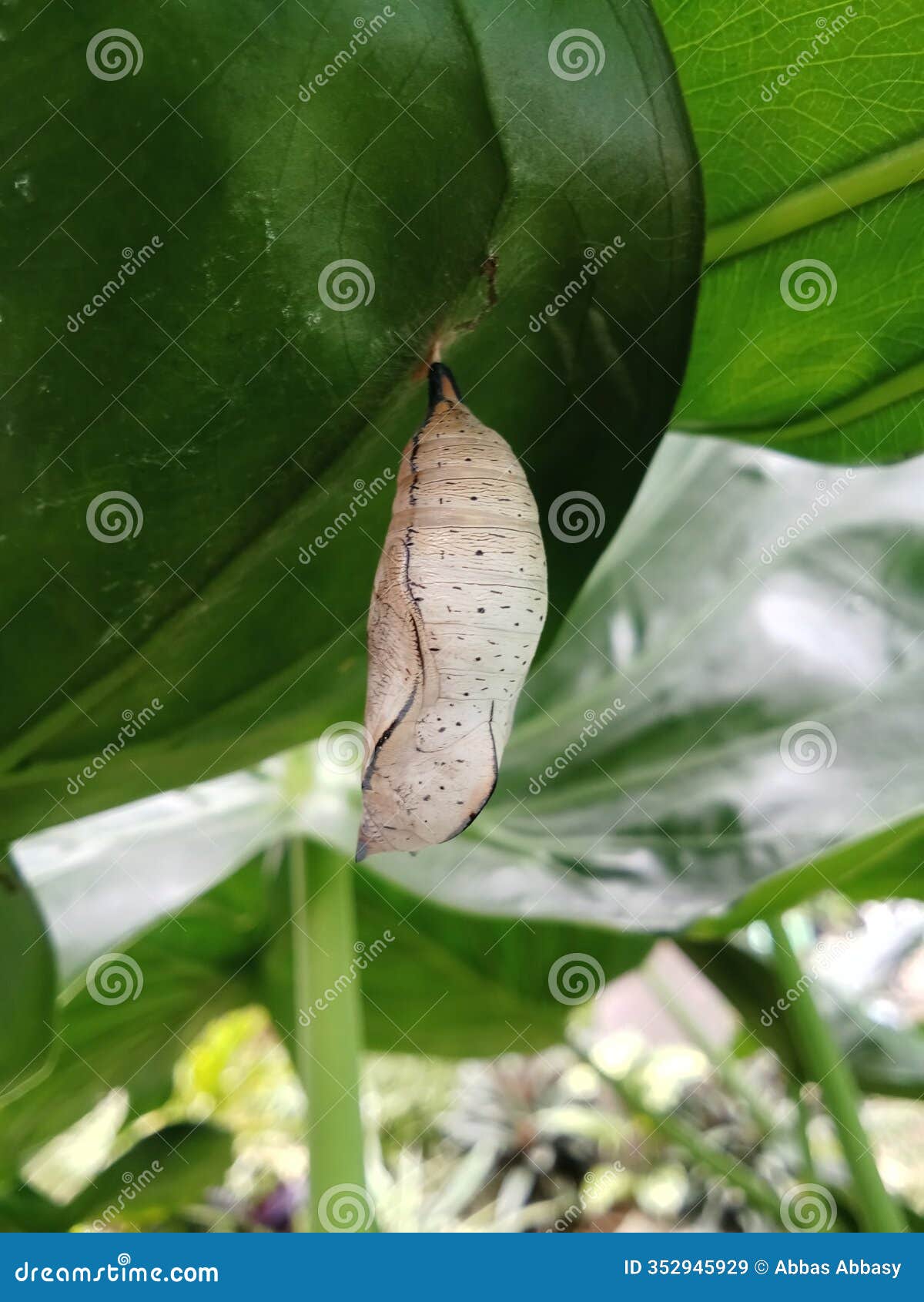 White Cocoons Attached To Taro Leaves Stock Image - Image of cocoons ...