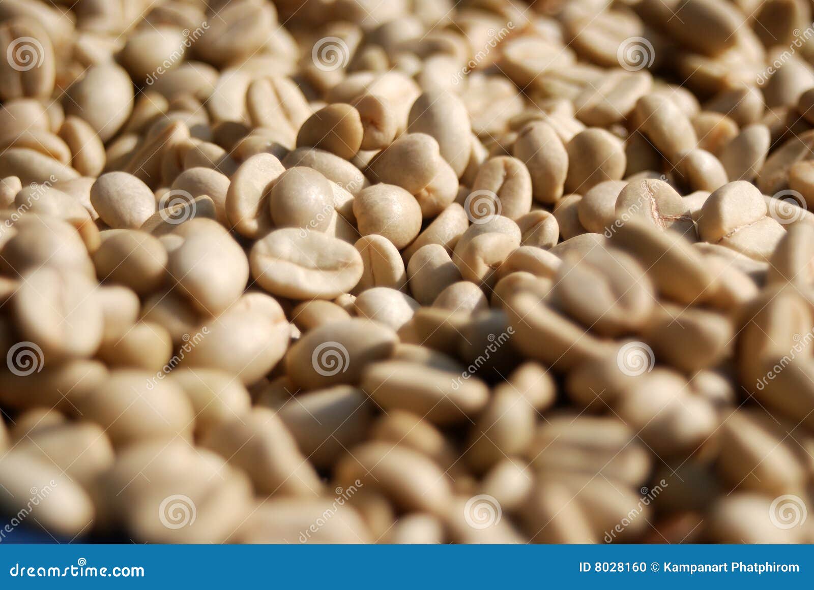 White coffee bean stock photo. Image of thailand, agriculture - 8028160