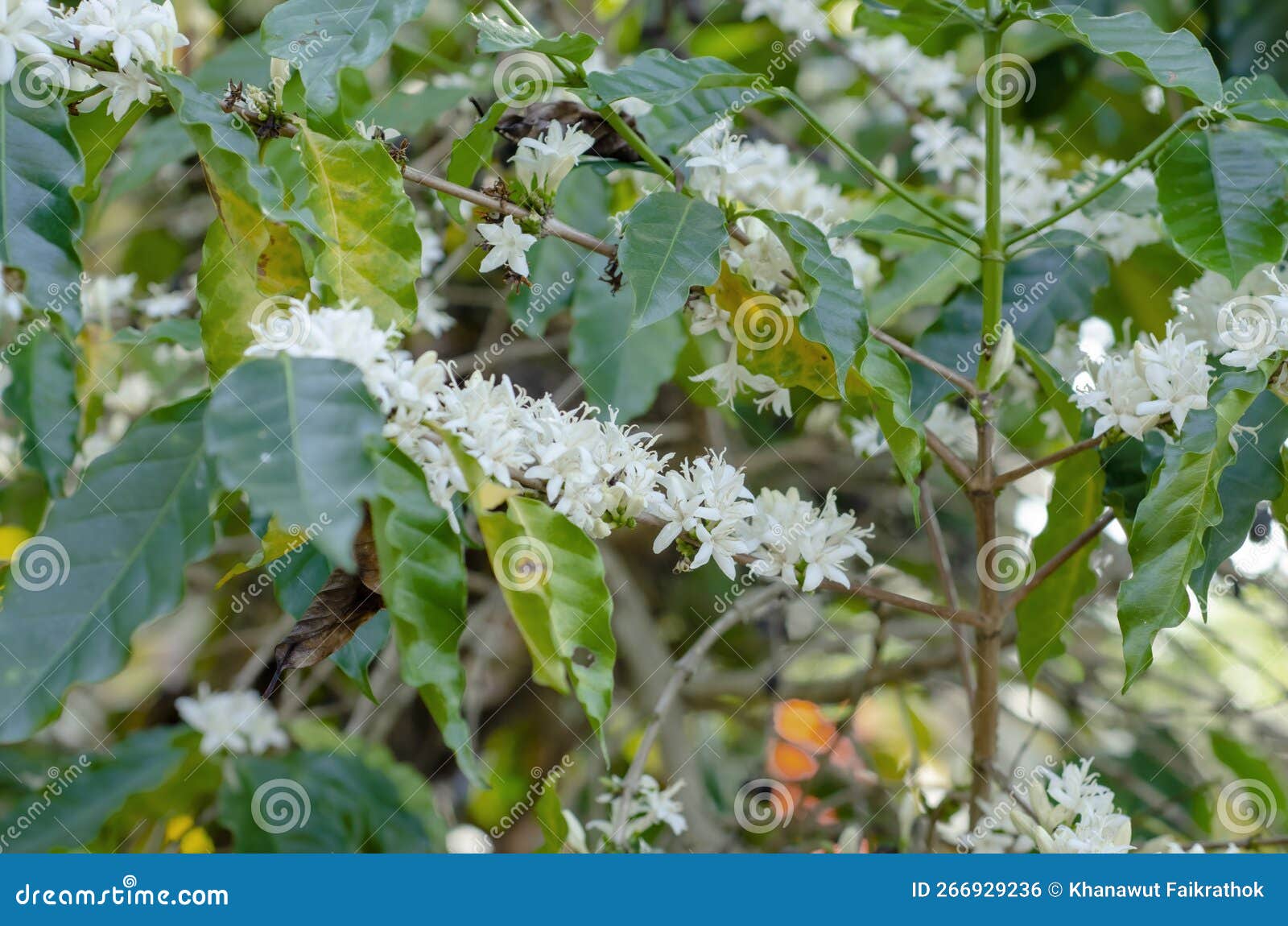 White Coffee Flowers on Tree are Blooming Stock Photo - Image of group ...