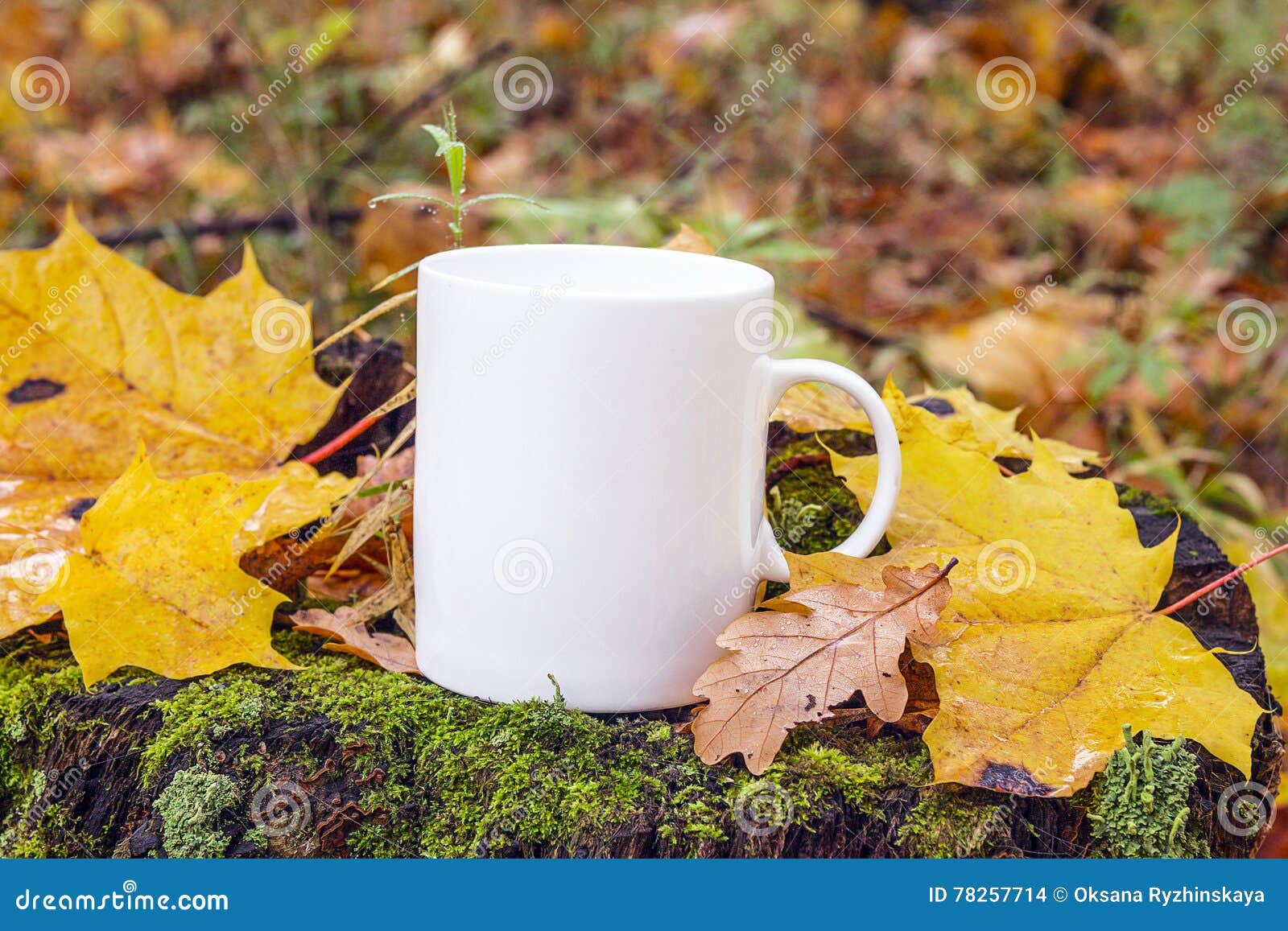 White Coffee Mug on a Stump with Fallen Leaves in Autumn Forest. Stock ...