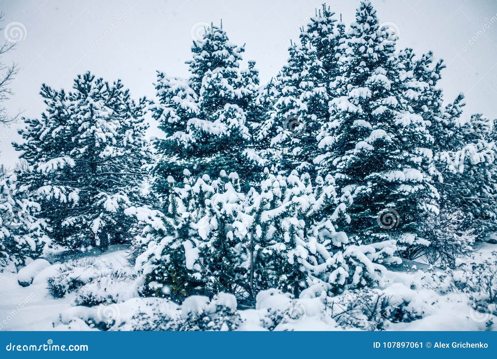 White Cold Frozen Winter Forest in Washington State Stock Image - Image ...