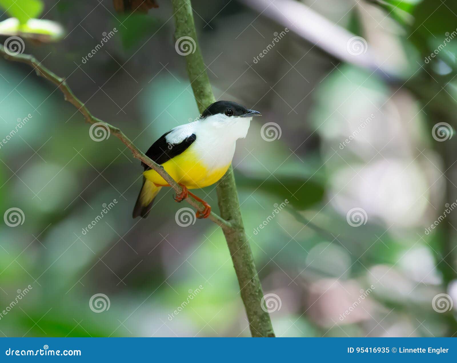 White-collared Manakin Manacus Candei Stock Image - Image of manacus ...