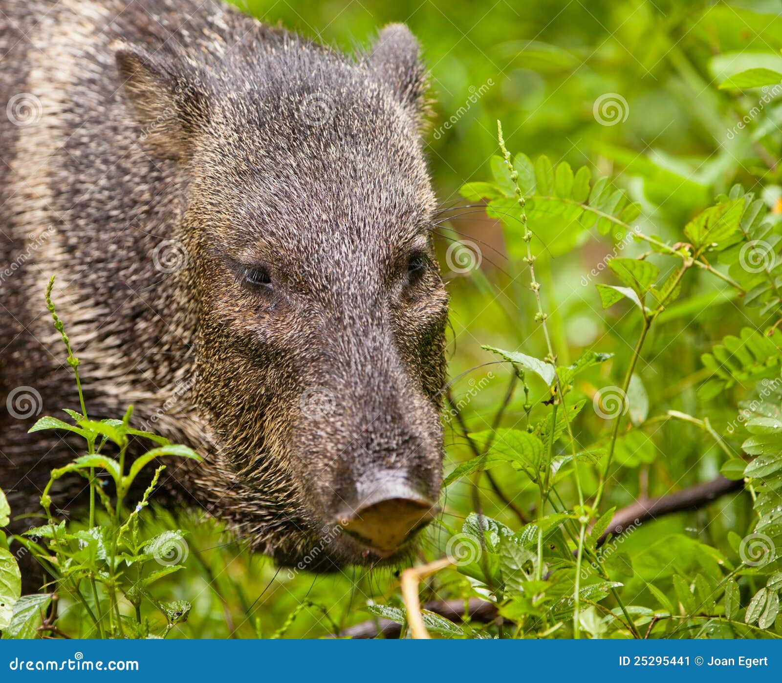 White-collared Peccary stock image. Image of nature, peru - 25295441