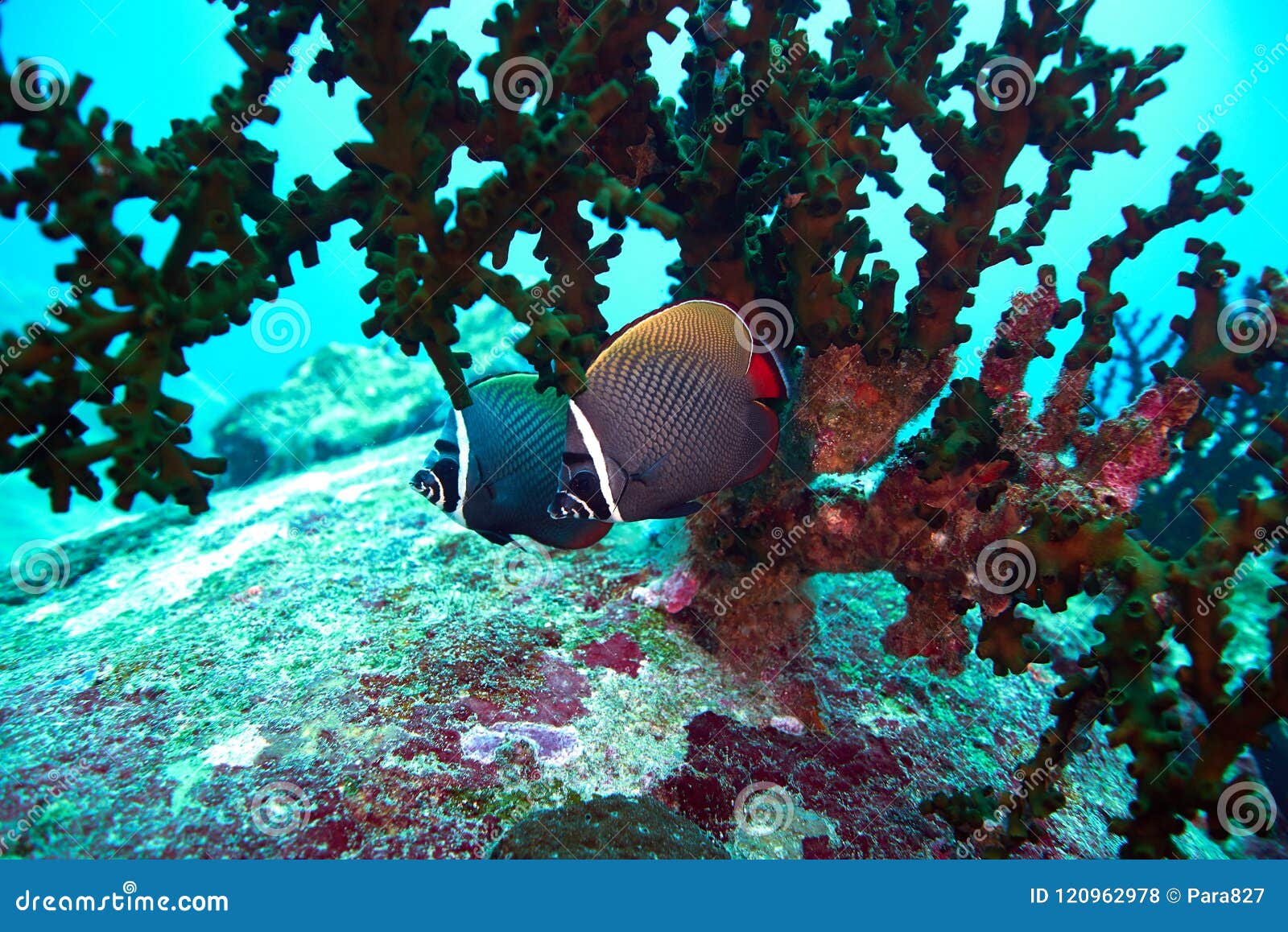 White collor butterflyfish stock photo. Image of blue - 120962978