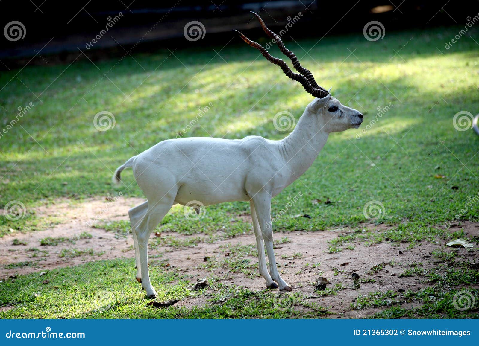 White color antelope stock photo. Image of metazoa, animal - 21365302
