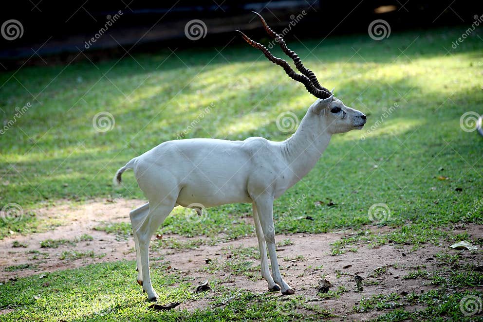 White color antelope stock photo. Image of metazoa, animal - 21365302
