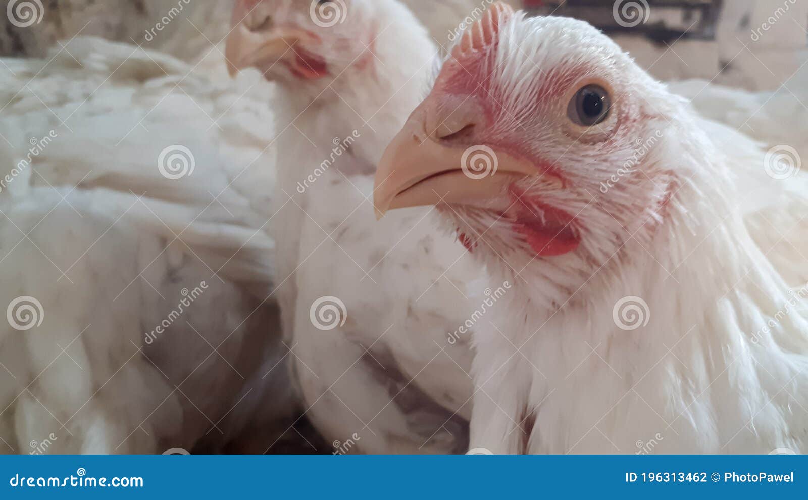 The white color boiler hen stock photo. Image of farm - 196313462