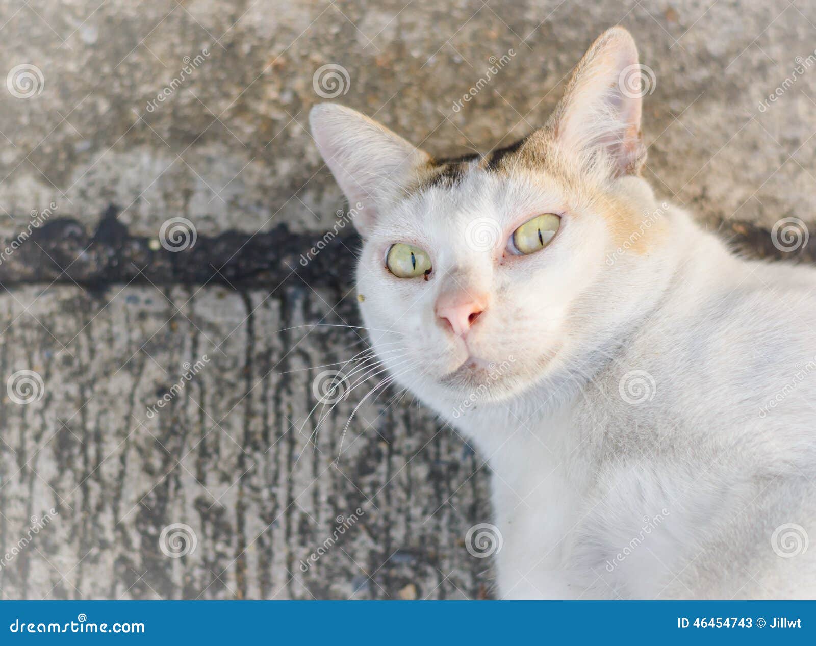 White color cat stock image. Image of looking, siam, white - 46454743