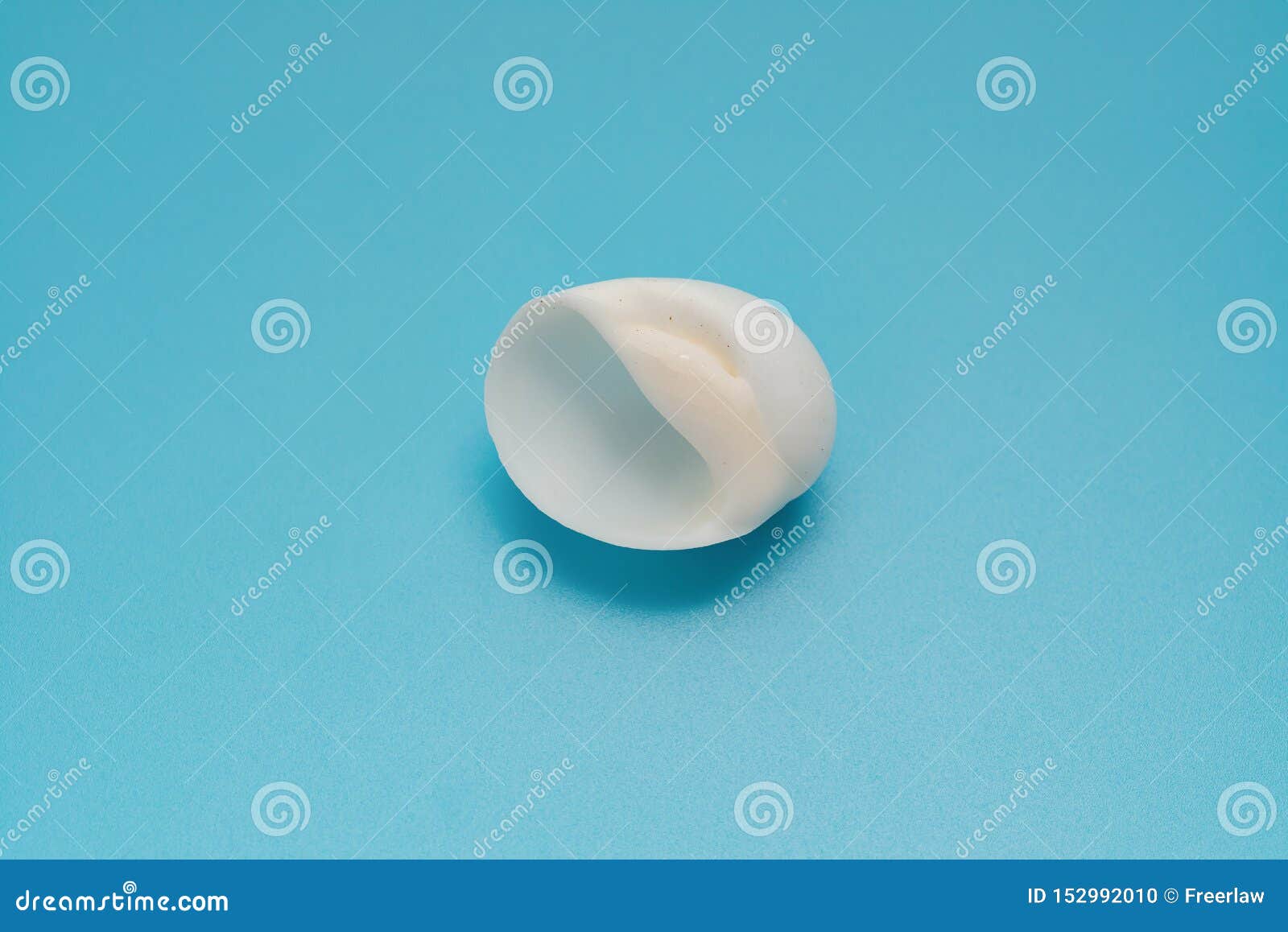 White Color Conch Shell on Blue Background Stock Photo - Image of ...
