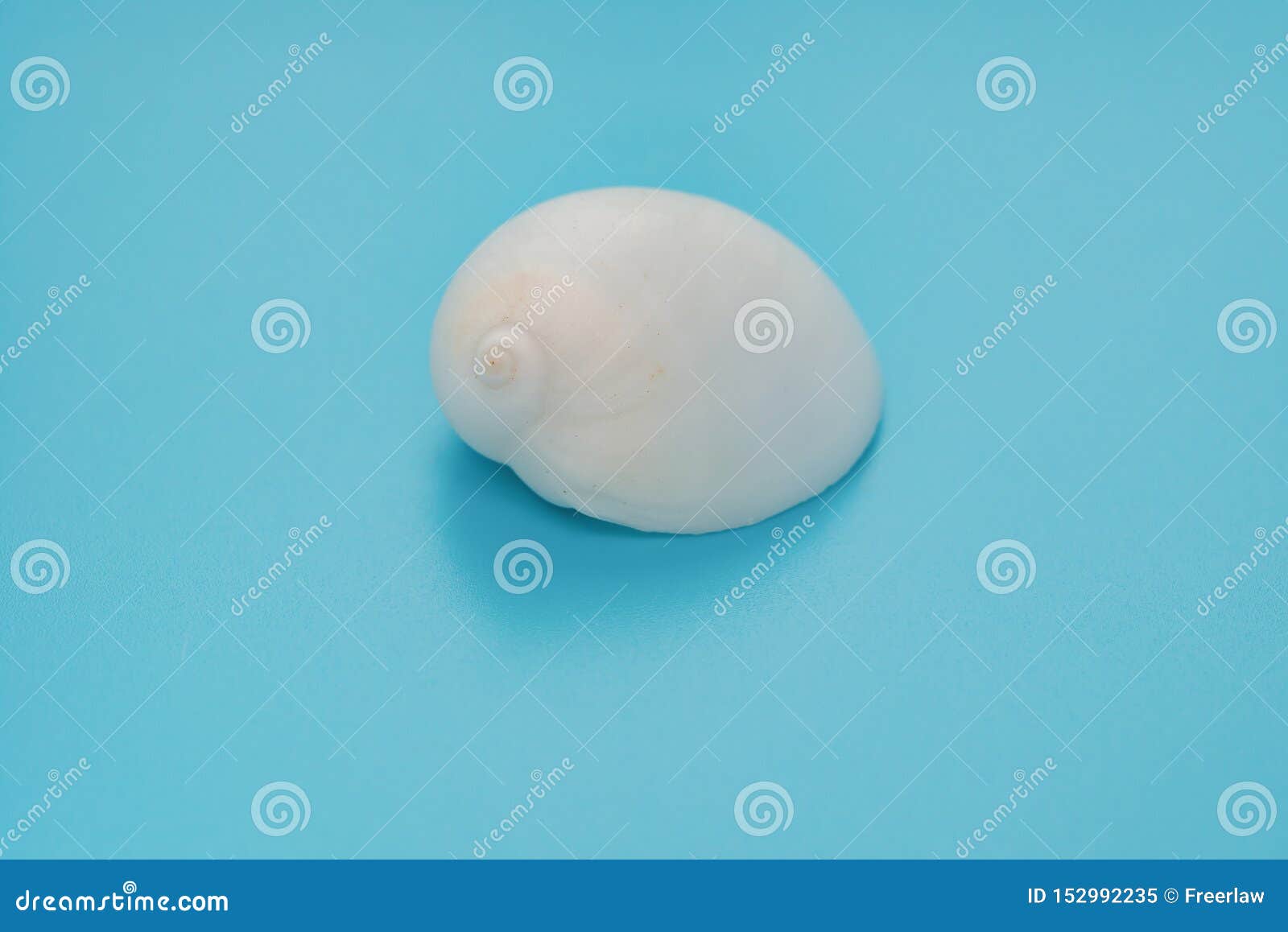 White Color Conch Shell on Blue Stock Image - Image of background ...