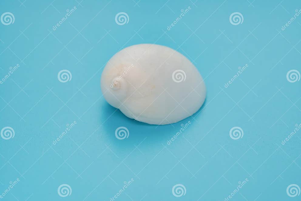 White Color Conch Shell on Blue Stock Image - Image of background ...