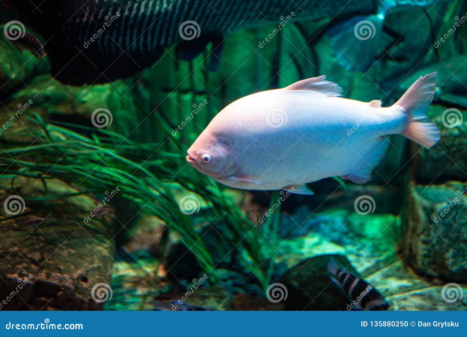White Color Fish Swim in the Oceanarium Stock Photo - Image of ...