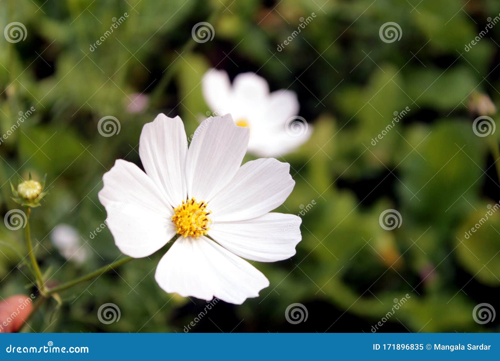 This is a White Color Flower Blooming in the Garden. Stock Image ...